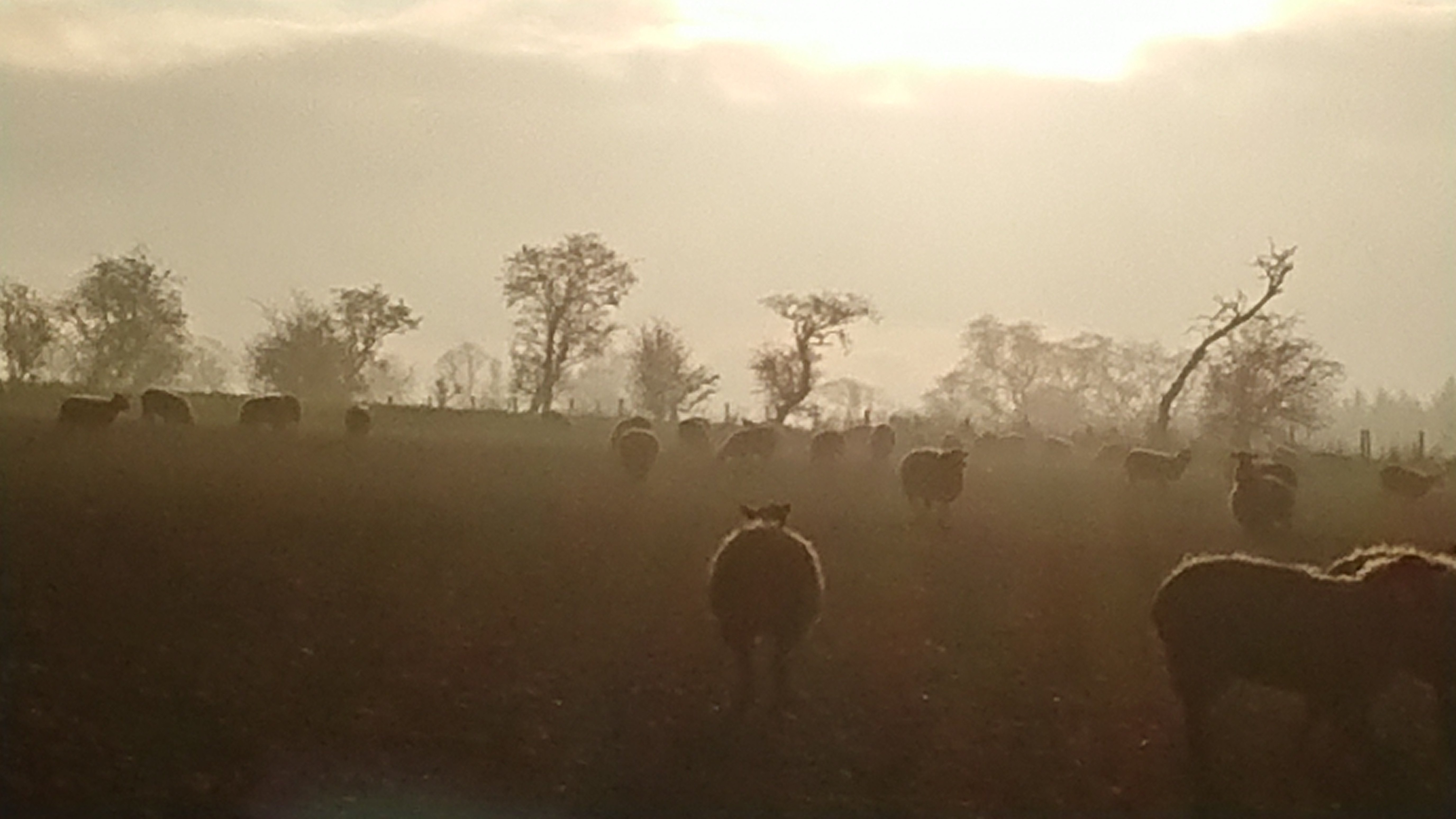 The magic of sheep | Tell a Story